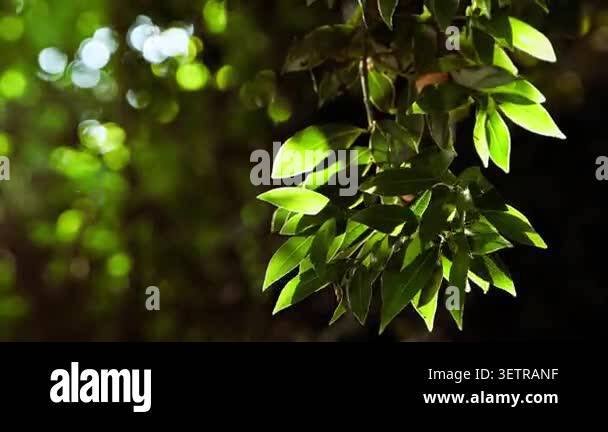 Bright green leaves on a tree branch gently moving in the summer breeze ...