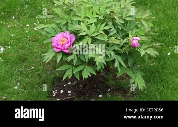 Close up view of blooming pink peony shrub during rainfall on green ...
