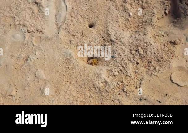 Close-up view of small hermit crab retreating into sandy burrow on ...