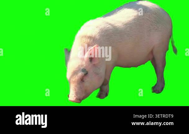 Domestic pig eating food on green screen background Stock Video Footage ...
