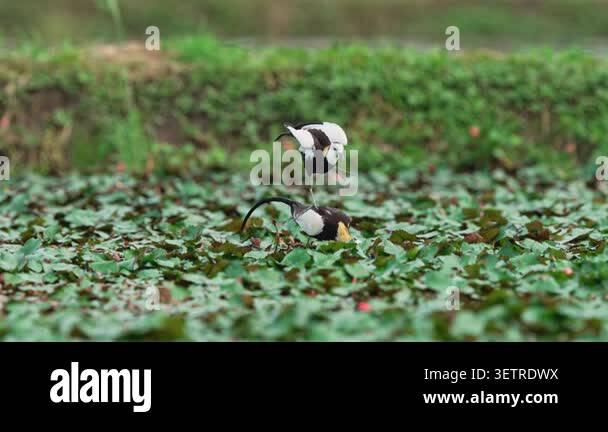 Pheasant-tailed jacana mating ritual in slow motion Stock Video Footage ...