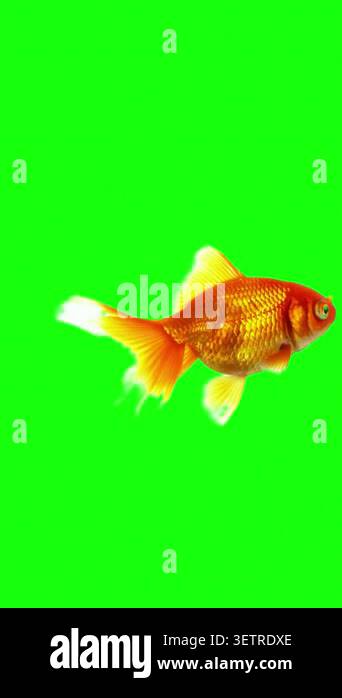 Close up of a single goldfish swimming in green screen studio Stock ...