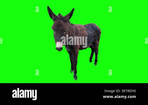 Cute dark brown donkey standing on a green screen background Stock ...