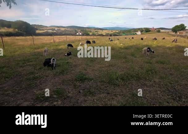 Flock of goats grazes freely in a large rural farm field with mountains ...