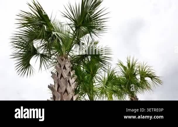 Horizontal 4K video of tall Florida palm trees swaying gently against a ...