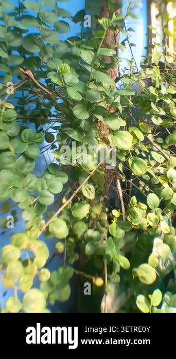Ziziphus jujuba or jujube tree, a vibrant green leaves cascade over ...
