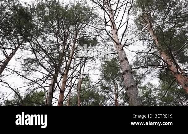 Enchanting coniferous forest landscape with mossy rocks and tall trees ...