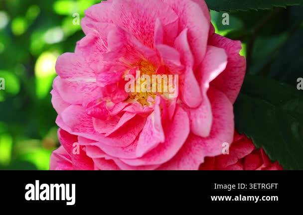 Pink flowering rose with layered petals and bright yellow center ...