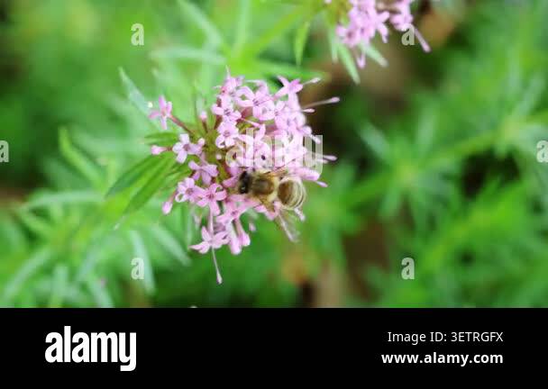 Honeybee collecting nectar from pink flowers in a lush green garden ...