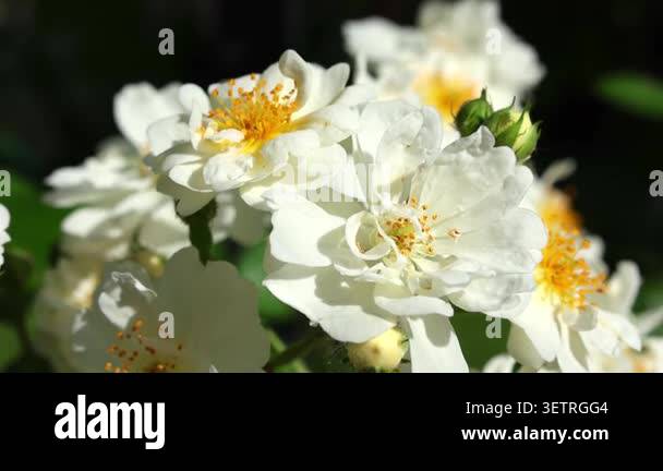 White flowering plants with yellow stamens bloom in sunlight ...