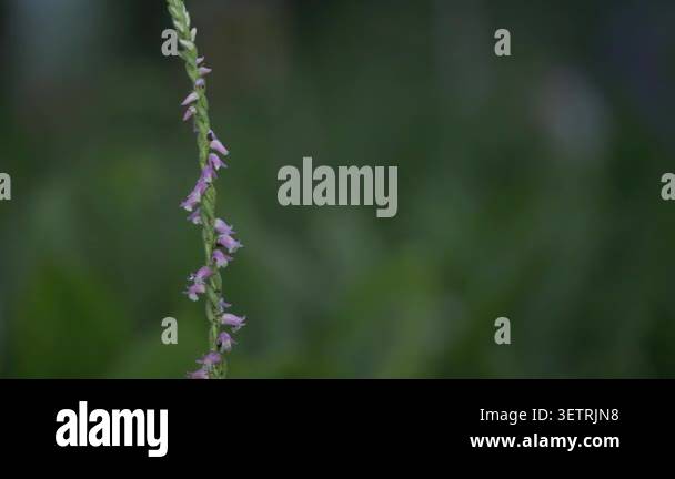 Tokyo, Japan - June 20, 2026: Spiranthes sinensis or Screw flower or ...