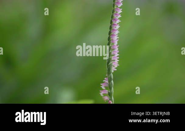Tokyo, Japan - June 20, 2026: Spiranthes sinensis or Screw flower or ...