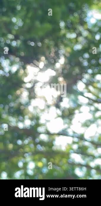 green blurred bokeh background Stock Video Footage - Alamy