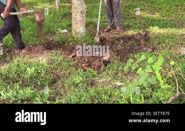 young man working with a shovel in the park Stock Video Footage - Alamy
