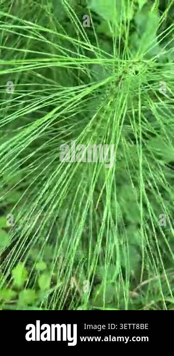 Delicate grass formations stretch towards the sky, showcasing their ...