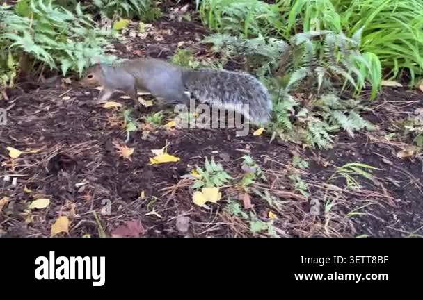 Two squirrels explore the garden, searching for food among colorful ...