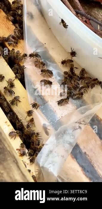 Bees are busy at a feeding tray placed in a wooden beehive. They move ...