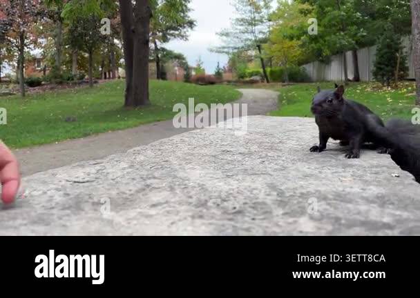 A curious squirrel moves swiftly along a stone path in a park, enjoying ...