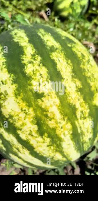 This shows the process of growing watermelons in a field. The fruit is ...