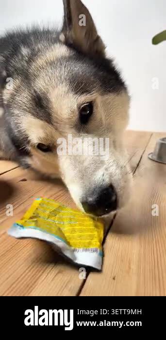 A Siberian husky is happily licking a snack bag placed on a wooden ...