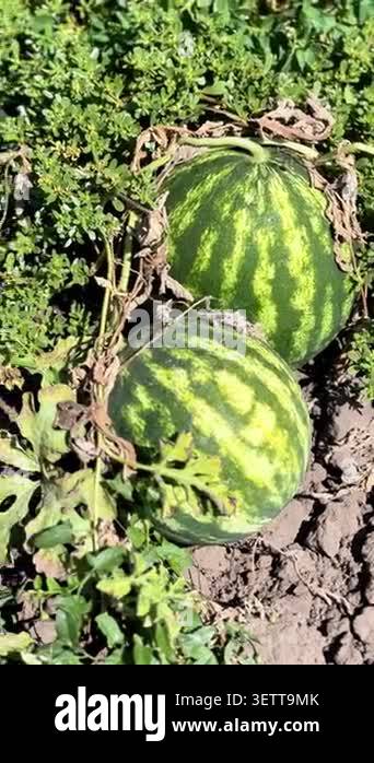 A watermelon is seen growing among green leaves on a farm. The sunlight ...