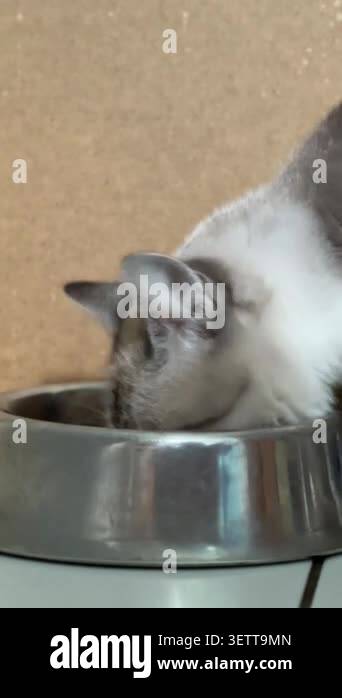 A cat happily eats from a bowl placed on a counter in the kitchen. The ...