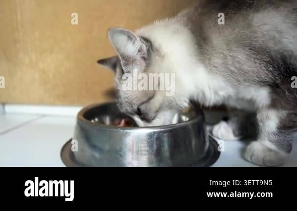 A cat eats from its bowl while sitting on a tiled floor. The animal ...