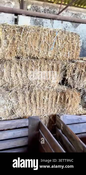 A person arranges hay bales in a barn located in a rural area during ...