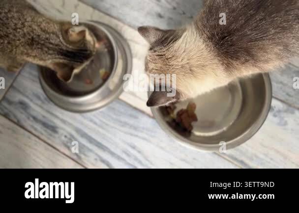 Two cats share their food from metal bowls in a small kitchen. They ...