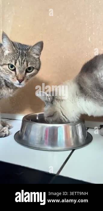Two cats enjoy food from a bowl in a home kitchen. One cat licks its ...