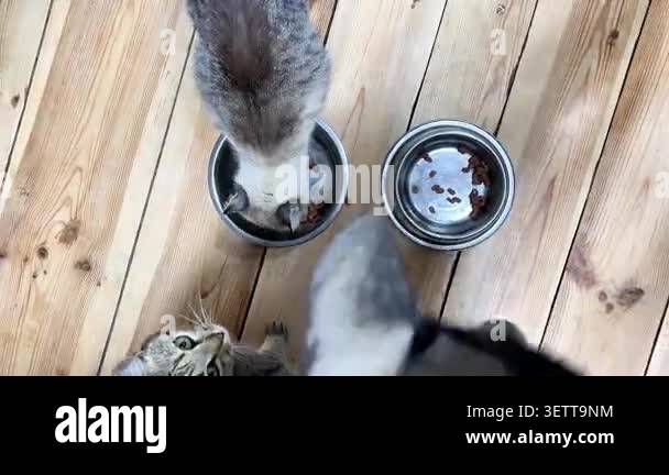 A group of cats and a dog enjoy their meal from a bowl placed on wooden ...