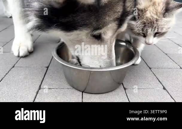 Two dogs share a meal at their bowls in the outdoor area. They focus on ...