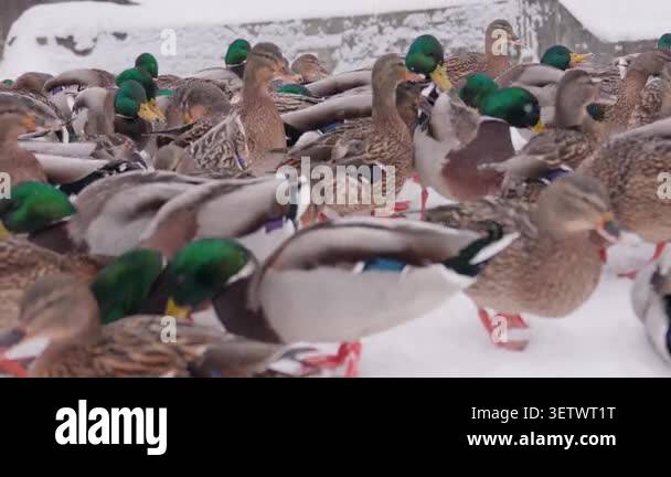 Numerous wild mallard ducks, including both drakes and hens ...