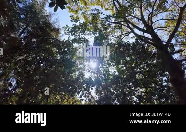 Low angle view of the bright sun shining through the green leaves of ...