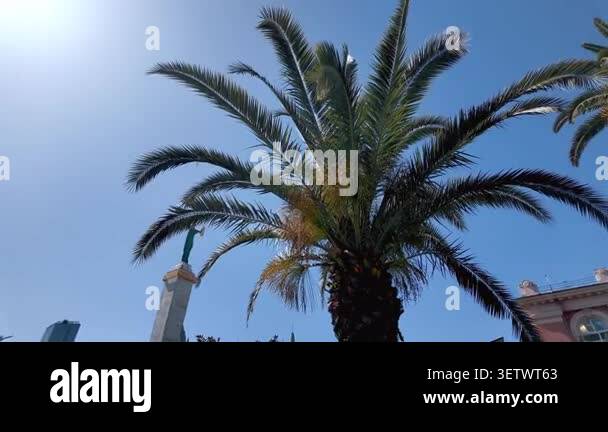 Sunny view from under a palm tree looking up at the sky, slowly tilting ...