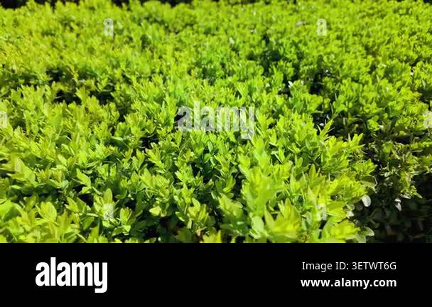 Dense green foliage of a buxus sempervirens shrub, also known as common ...