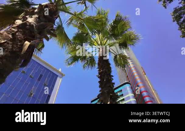 Low-angle view of tropical palm trees swaying in the wind, standing ...
