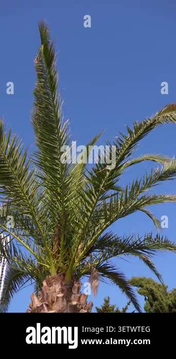 Lush green palm tree fronds gently swaying in a light summer breeze ...