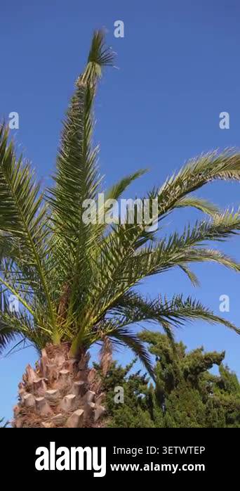 Beautiful green palm tree leaves waving in a gentle breeze on a sunny ...