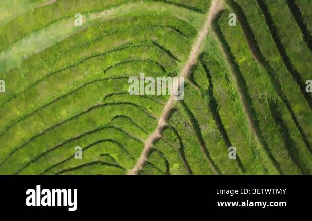 Aerial top down view of gorreana tea plantation in azores Stock Video ...