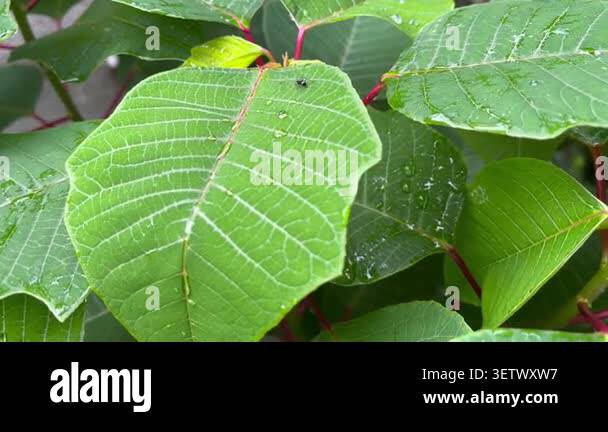 Close-up of an Ant Crawling on Green Poinsettia Leaves with Raindrops ...