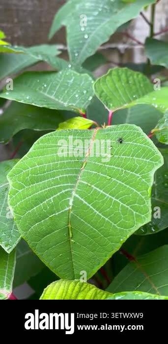 Close-up of an Ant Crawling on Green Poinsettia Leaves with Raindrops ...