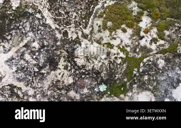 Close Up Texture of Rough Stone Surface with Green Moss and Lichen ...