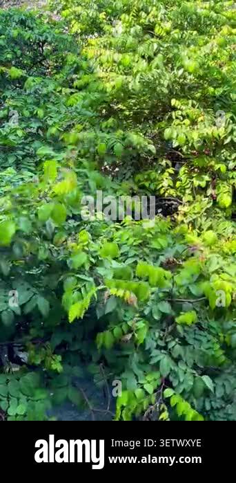 Lush Green Foliage and Star Fruit Tree Leaves Swaying Gently in the ...