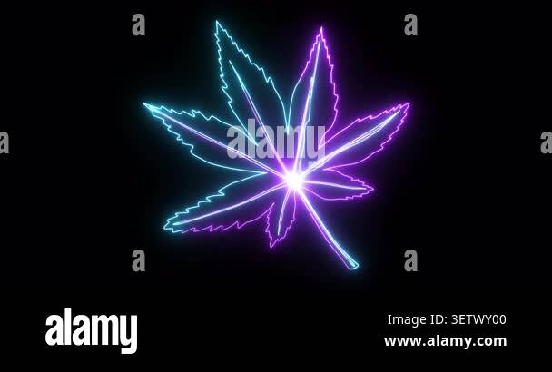 Neon Cannabis Leaf Glowing in Purple and Blue on Black Background ...