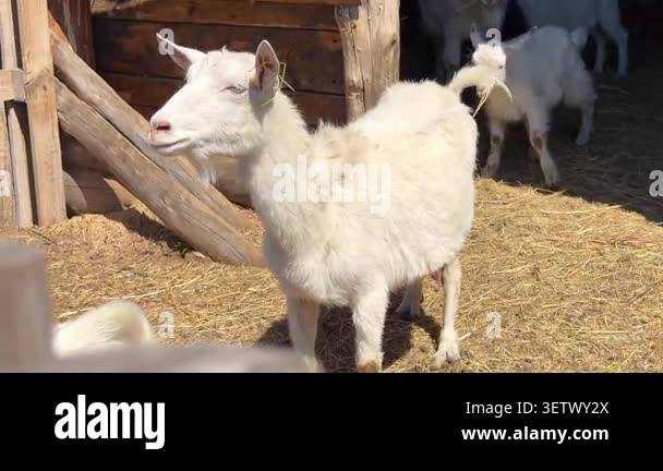 farm animals, white goats and kids near the barn Stock Video Footage ...