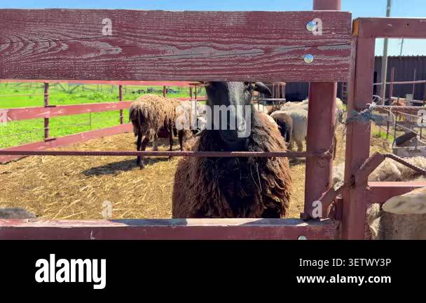 young ram stuck its head through the fence of a farming enterprise ...