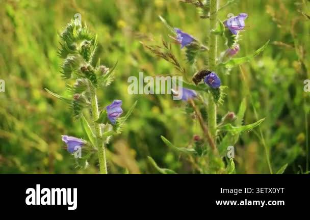 Purple wildflowers stand tall in a lush green meadow, as a bee gathers ...