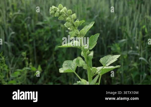 Green plant Malva with budding flowers captured in three sequential ...