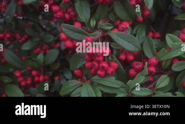 A close-up shot captures a dense cluster of small, round red berries ...